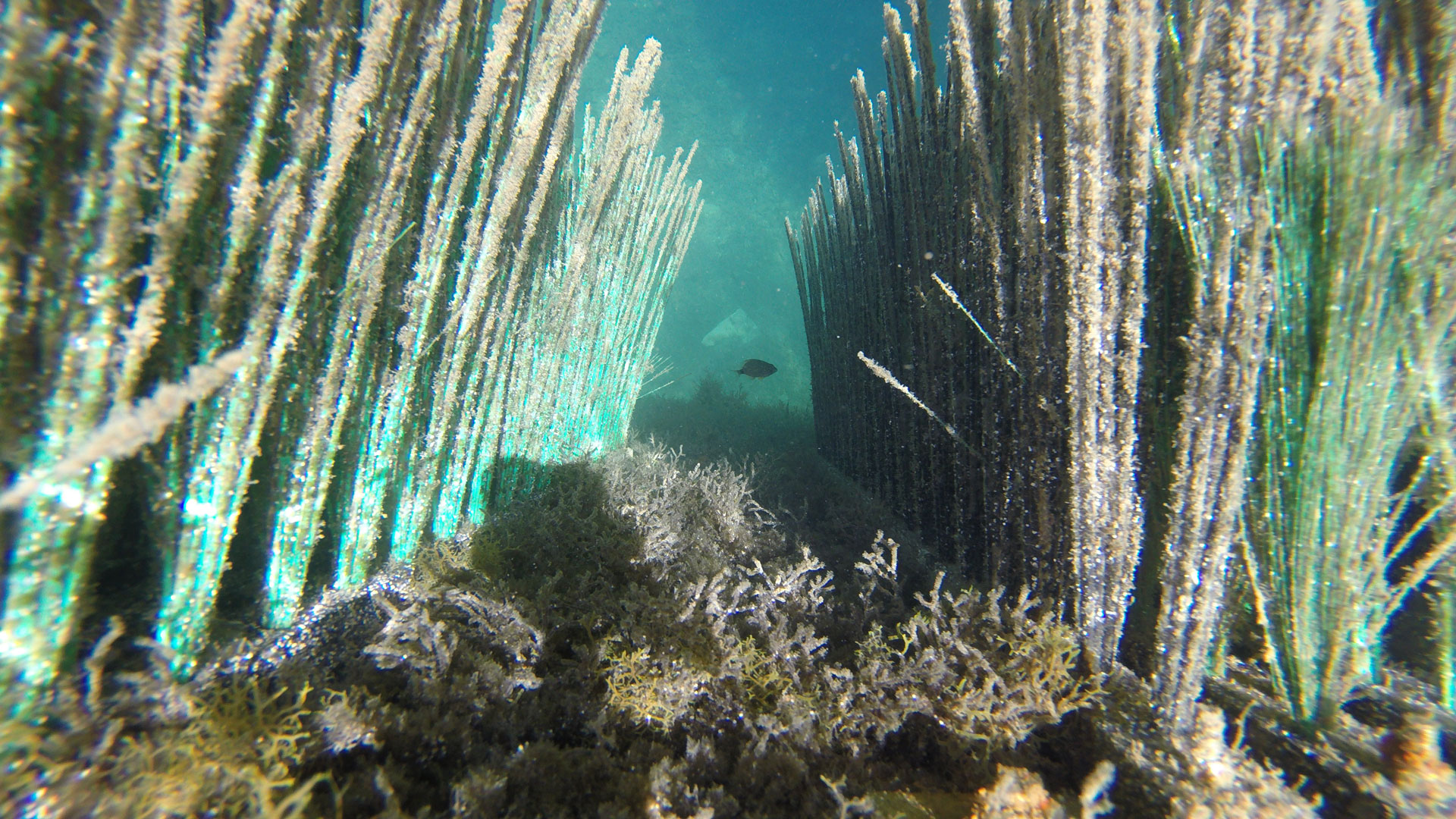 Marinov | Nurseries à poissons (ReFISH) - Marinov